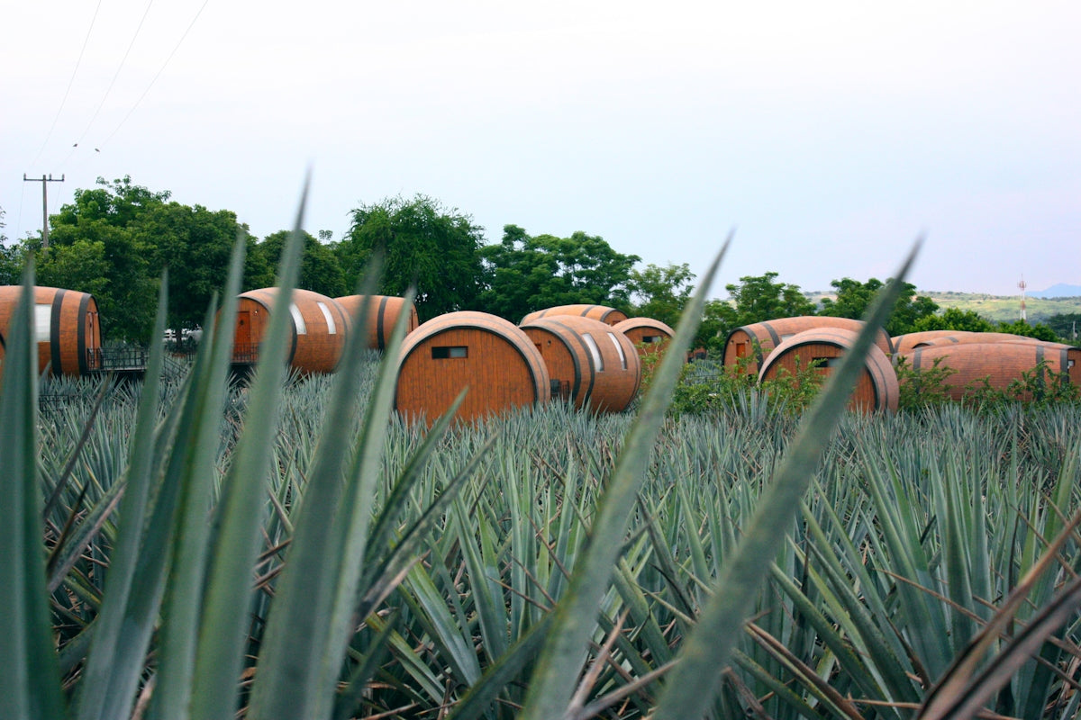 Blanco, Reposado, Añejo: How Tequila Aging Shapes Flavor – Del Mesa Liquor